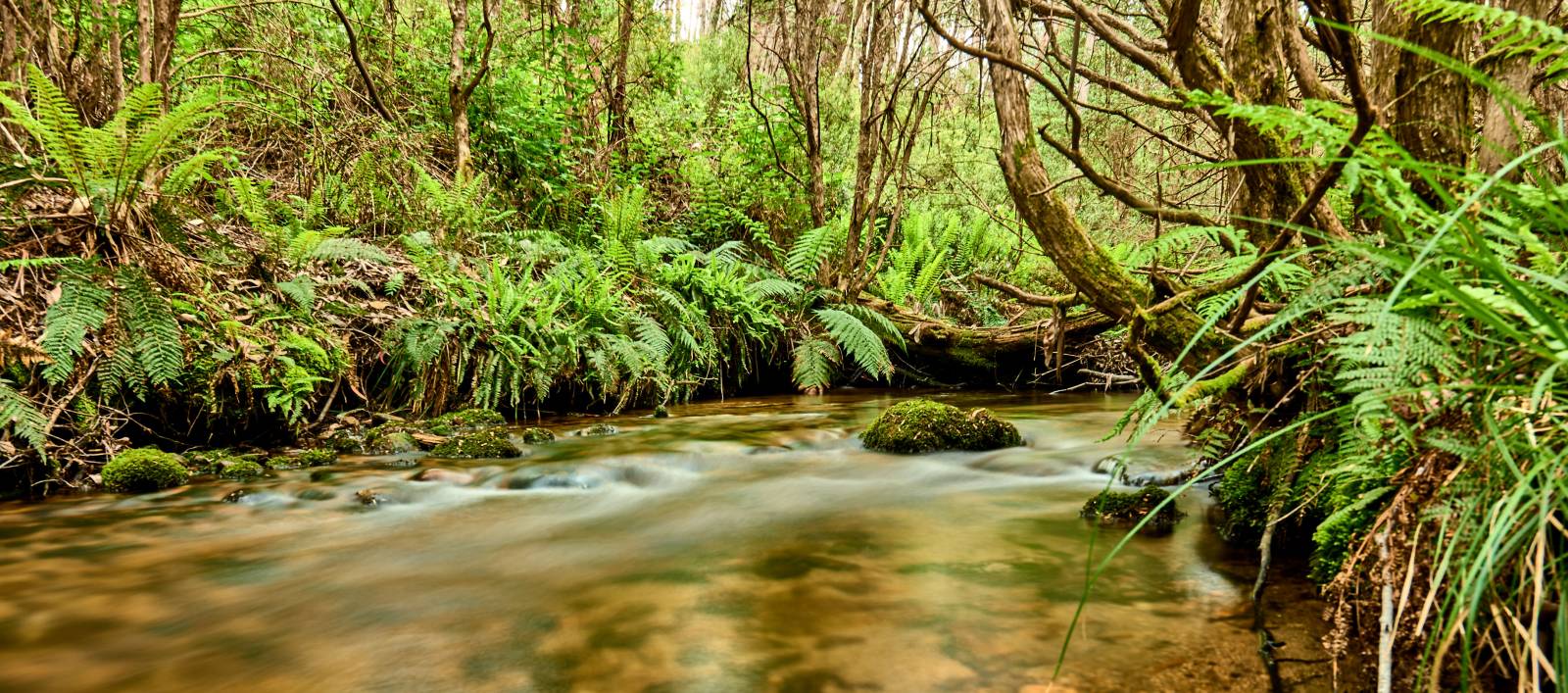 Mt Buller - Environment